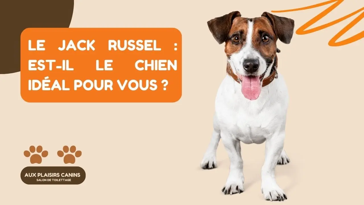 Le jack russel : est il idéal le chien pour vous