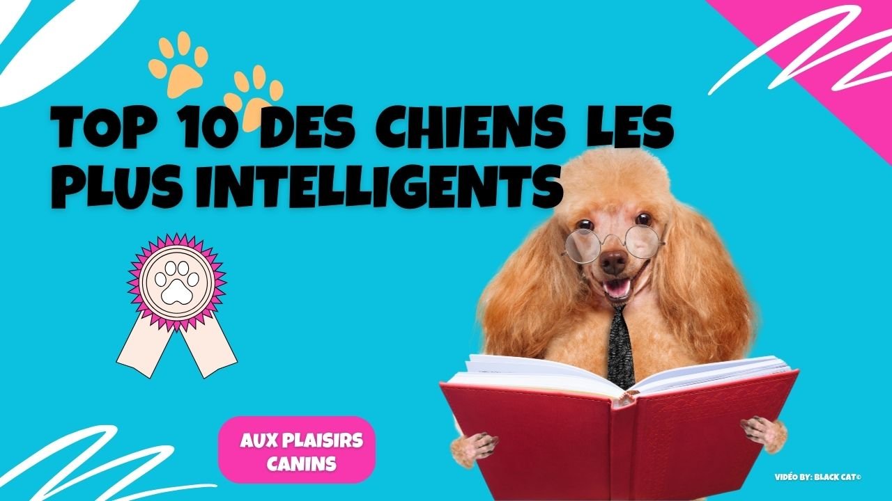 Top 10 des chiens les plus intelligents - Aux Plaisirs Canins